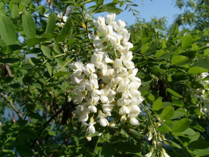 LA SOFORA DEL GIAPPONE O SOPHORA JAPONICA