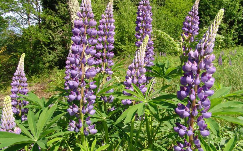 IL LUPINO: LUPINUS, SCHEDA, CONSIGLI UTILI