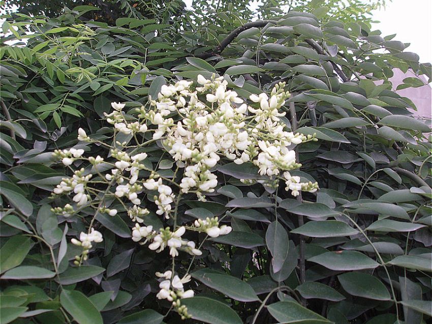 LA SOFORA DEL GIAPPONE O SOPHORA JAPONICA