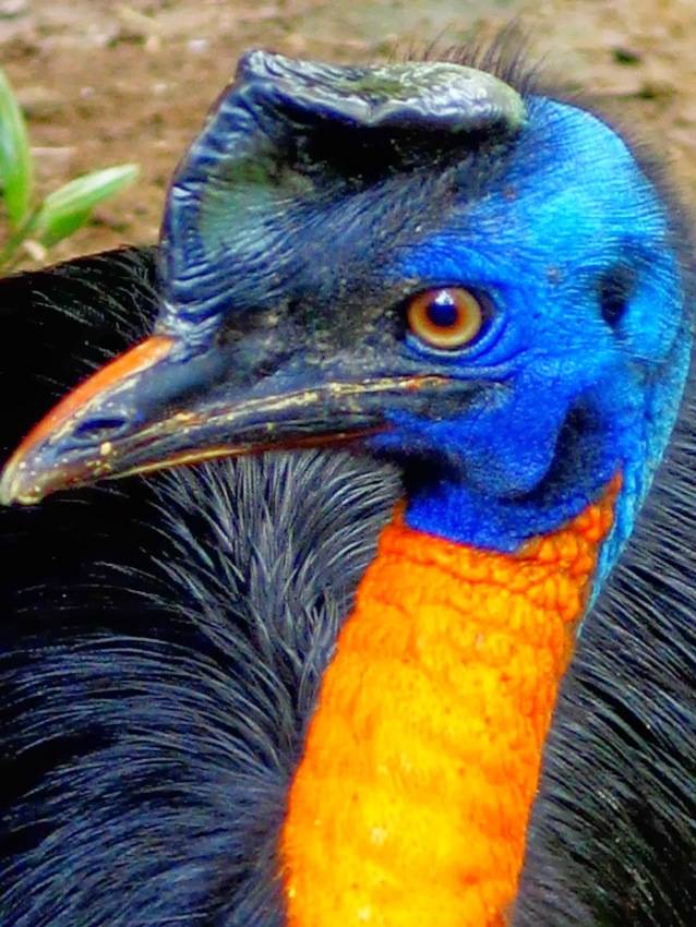 UCCELLI: IL CASUARIO, UN GIGANTE CON L'ELMO, MOLTO PERICOLOSO