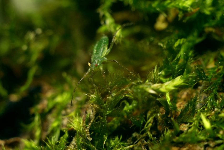 IL MUSCHIO, TUTTE LE SPECIE: RIPRODUZIONE, CURIOSITA' E CARATTERISTICHE ...