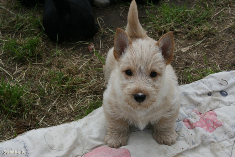 LO SCOTTISH TERRIER, CANE TAGLIA MEDIA: CARATTERISTICHE E QUALITÀ (FOTO)