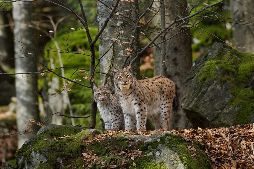 LA LINCE EUROPEA O LINCE EURASIATICA [SCHEDA E FOTO]