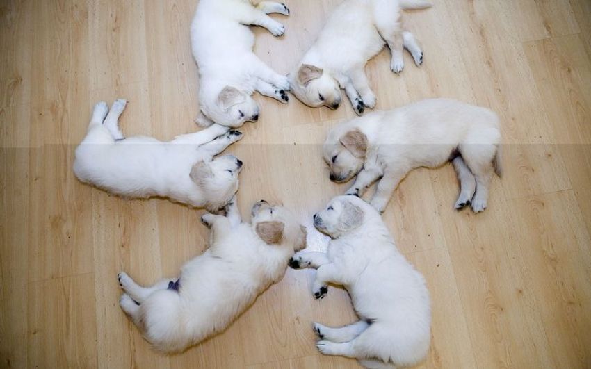 ANIMALI CHE DORMONO: LE FOTO PIU' BELLE E DIVERTENTI