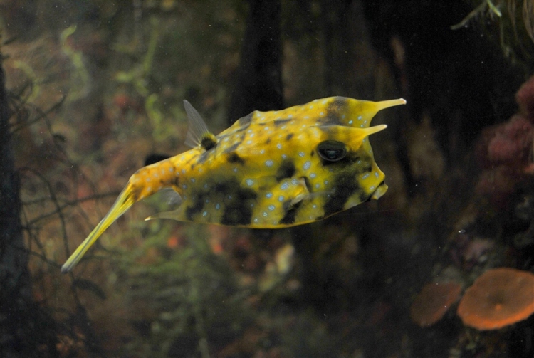 IL PESCE SCATOLA CORNUTO O LACTORIA CORNUTA