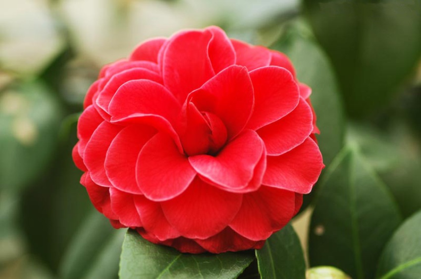 LA CAMELIA, IL FIORE DEGLI INNAMORATI [SIGNIFICATO]