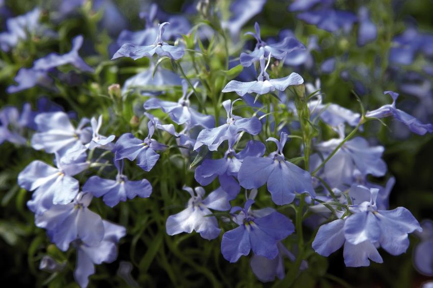 LA LOBELIA, DELICATO FIORE DAI 1000 COLORI