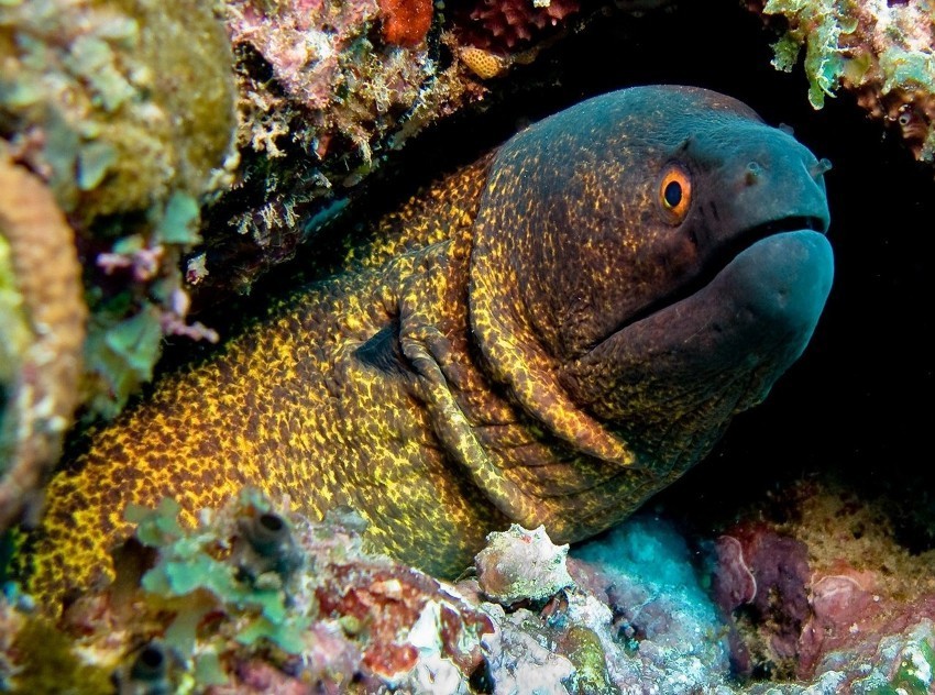 LA MURENA [SCHEDA E FOTO]