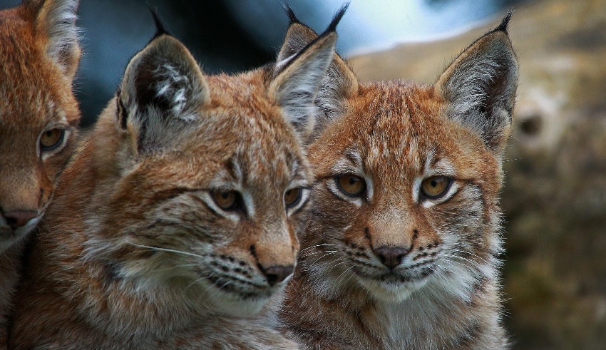 LA LINCE EUROPEA O LINCE EURASIATICA [SCHEDA E FOTO]