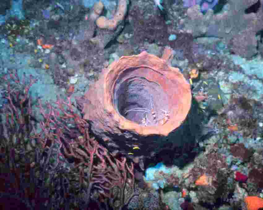 I PORIFERI O SPUGNE DI MARE, FOTO, VIDEO, INFO E CURIOSITÀ