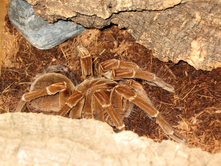 LA TARANTOLA GOLIA, IL RAGNO PIÙ GRANDE DEL MONDO [FOTO]