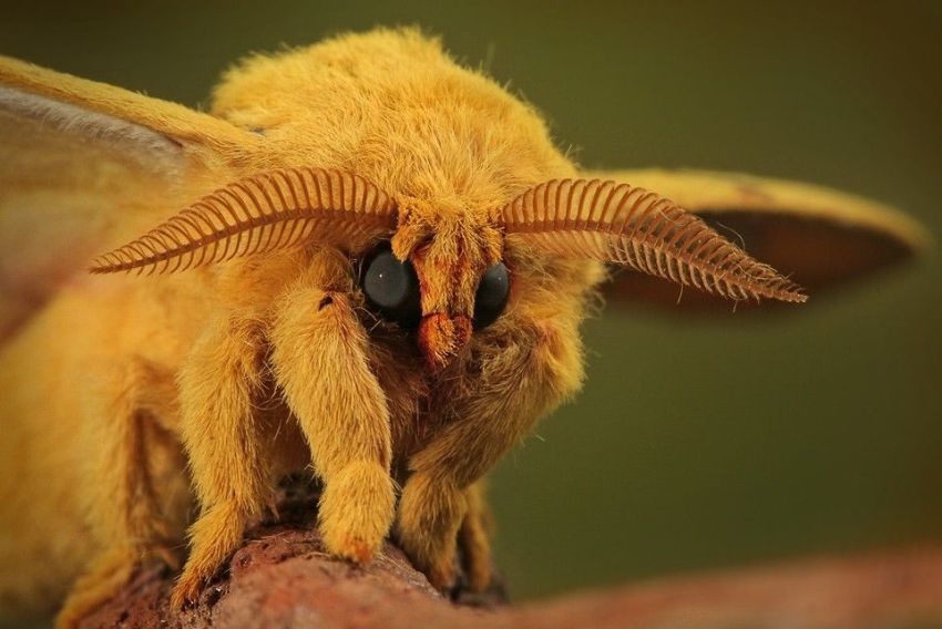 LA FALENA BARBONCINO DEL VENEZUELA