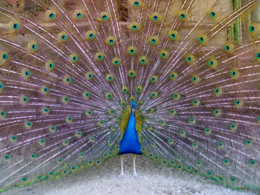 IL PAVONE O PAVONE BLU [ALLEVAMENTO, SCHEDA E FOTO]