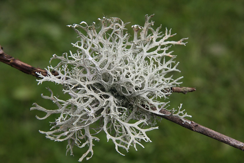 IL MUSCHIO, TUTTE LE SPECIE: RIPRODUZIONE, CURIOSITA' E CARATTERISTICHE ...