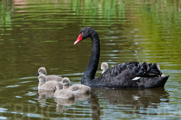 Cygnus: Il cigno angelico, esuberante e maestoso