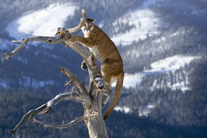 IL PUMA O COGUARO O LEONE DI MONTAGNA [CURIOSITÀ, FOTO E VIDEO]