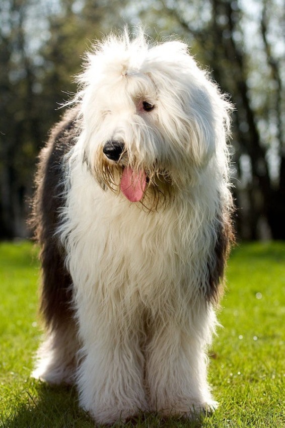 IL BOBTAIL, CANE DI TAGLIA GRANDE: CARATTERISTICHE E QUALITÁ (FOTO)