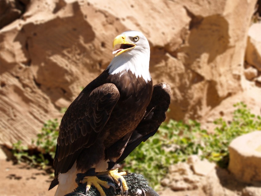 SOGNARE UN AQUILA: COSA SIGNIFICA, CABALA E I NUMERI DA GIOCARE