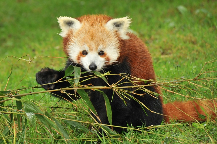 Ailurus fulgens: Il piccolo panda rosso o minore