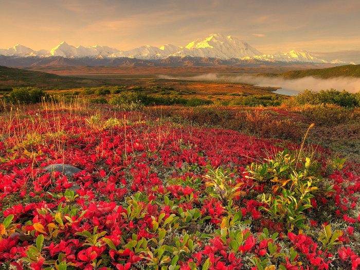 Tundra: La pianura senza alberi