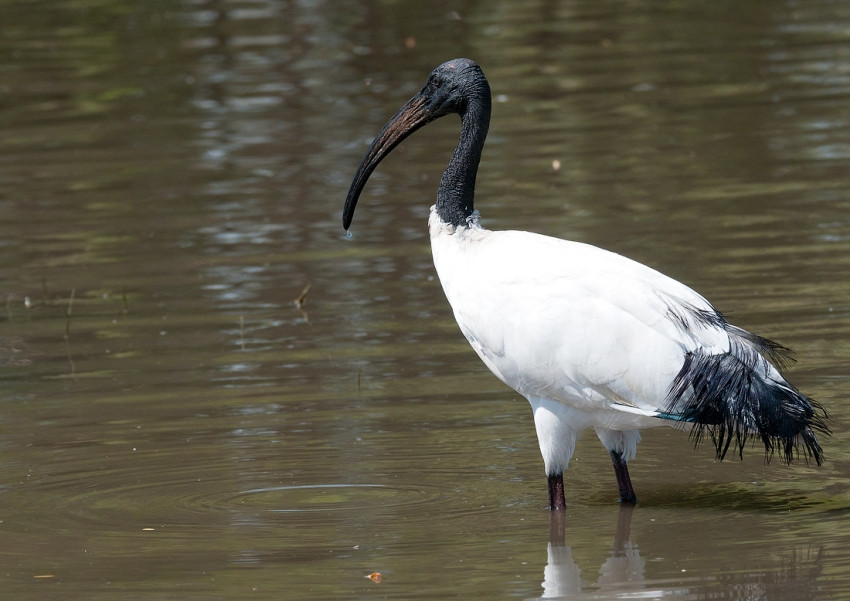 UCCELLI: L'IBIS SACRO D'EGITTO