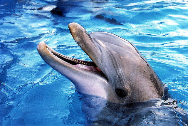 I DELFINI, NOTIZIE, FOTO, VIDEO E CURIOSITÀ