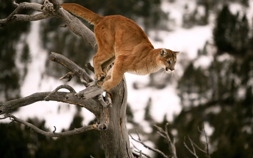 IL PUMA O COGUARO O LEONE DI MONTAGNA [CURIOSITÀ, FOTO E VIDEO]