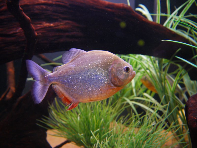 PIRANHA: IL TERRIBILE SERRASALMINAE - CARATTERISTICHE (FOTO)