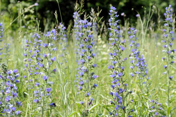 L'ECHIUM VULGARE O VIPERINA AZZURRA - ERBA VIPERINA, PIANTA CURATIVA (FOTO)