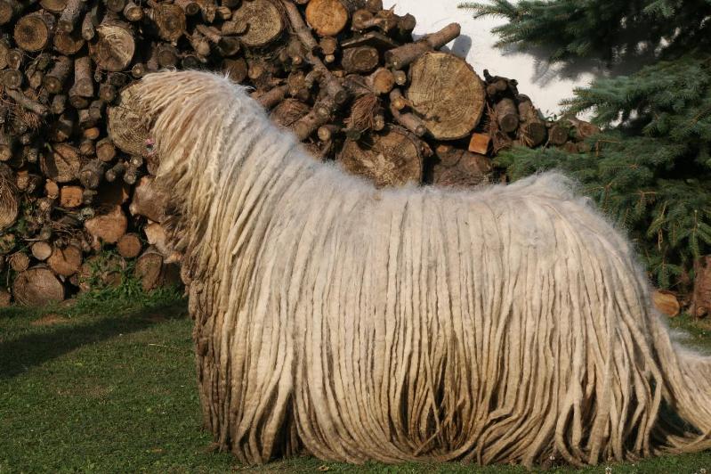 IL CANE KOMONDOR, CANE DI TAGLIA GRANDE: CARATTERISTICHE E QUALITÁ (FOTO)