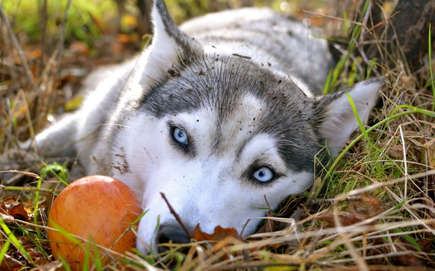 IL CANE HUSKY, CANE DI TAGLIA MEDIA: CARATTERISTICHE E QUALITÁ (FOTO)