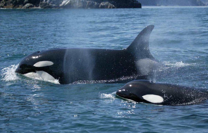 L'ORCA O BALENA ASSASSINA CARATTERISTICHE E CURIOSITÀ (FOTO BELLISSIME)
