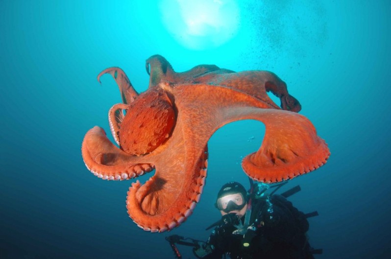 IL POLPO: OCTOPUS O PIOVRA [CURIOSITÀ, FOTO E VIDEO]