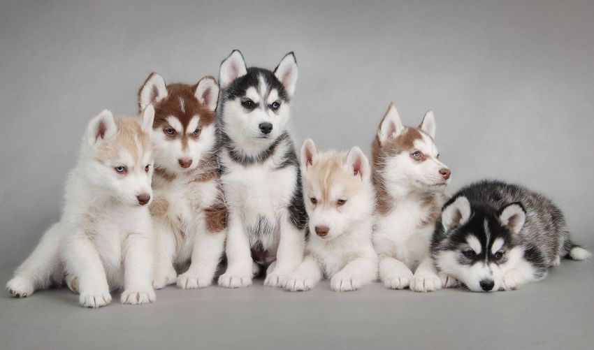 IL CANE HUSKY, CANE DI TAGLIA MEDIA: CARATTERISTICHE E QUALITÁ (FOTO)