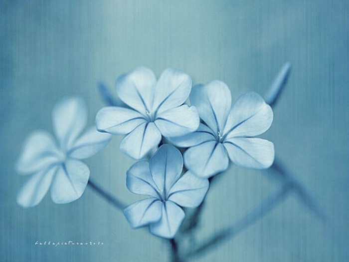 Il significato del colore blu e turchese nei fiori