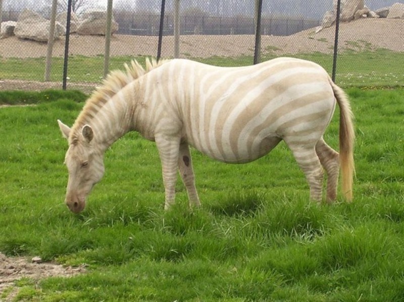Animali albini, come diventano cosi?