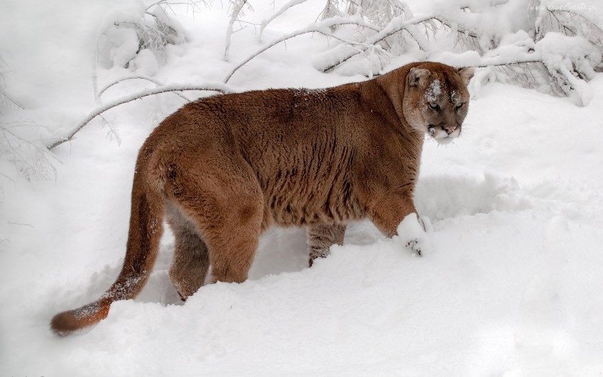 IL PUMA O COGUARO O LEONE DI MONTAGNA [CURIOSITÀ, FOTO E VIDEO]