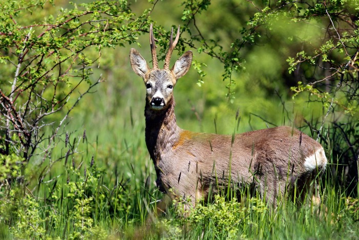 Capreolus capreolus: Il capriolo