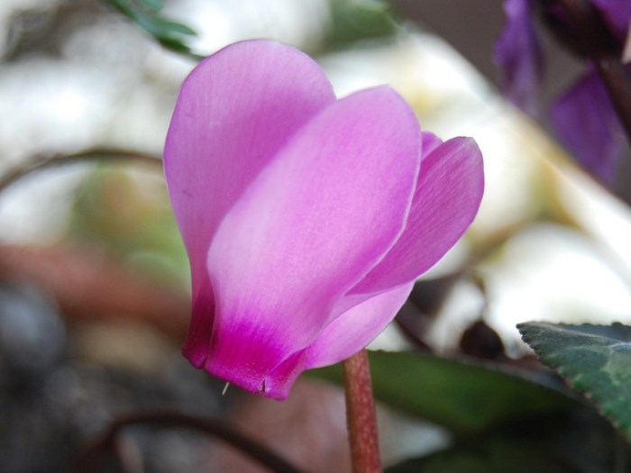 IL CICLAMINO - CYCLAMEN