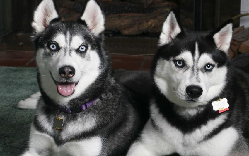 IL CANE HUSKY, CANE DI TAGLIA MEDIA: CARATTERISTICHE E QUALITÁ (FOTO)