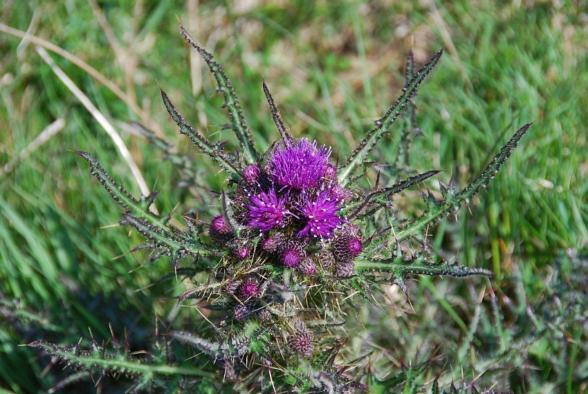 IL CARDO O CARDUUS [CONSIGLI, USI E CURE]