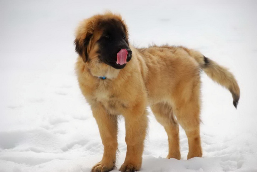 IL LEONBERGER, CANE DI TAGLIA GRANDE: CARATTERISTICHE E QUALITÁ (FOTO)