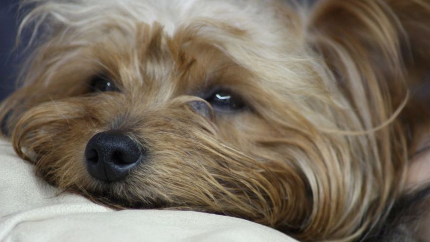 IL CANE YORKSHIRE TERRIER, TAGLIA PICCOLA: CARATTERISTICHE E QUALITÁ (FOTO)