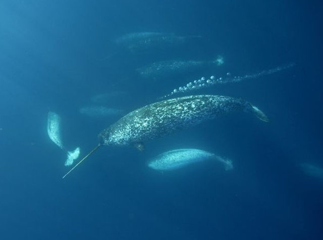 LE BALENE: FOTO, VIDEO, INFO E CURIOSITÀ