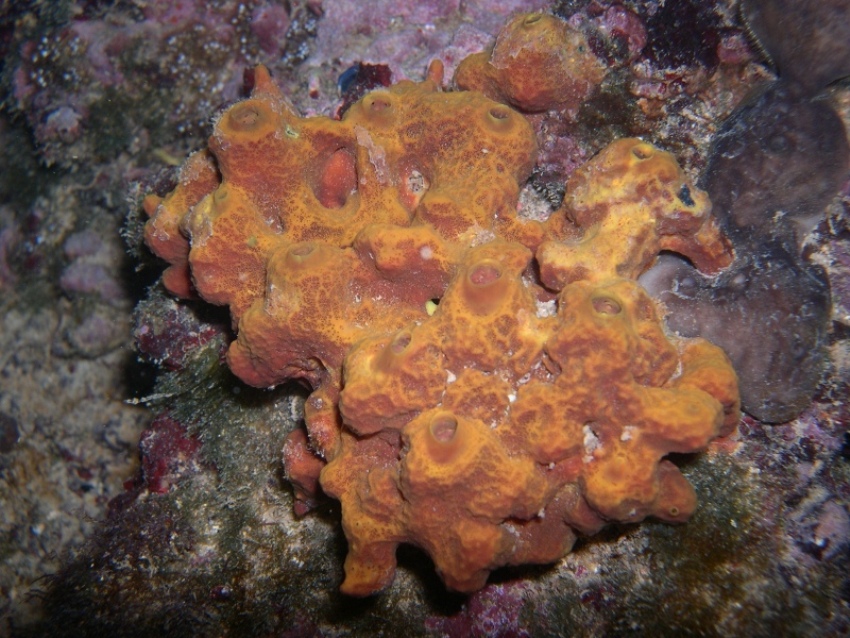 I PORIFERI O SPUGNE DI MARE, FOTO, VIDEO, INFO E CURIOSITÀ