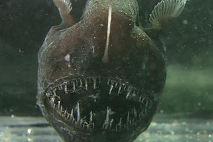 IL MELANOCETO O DIAVOLO NERO, UN PESCE DEGLI ABISSI PROFONDI