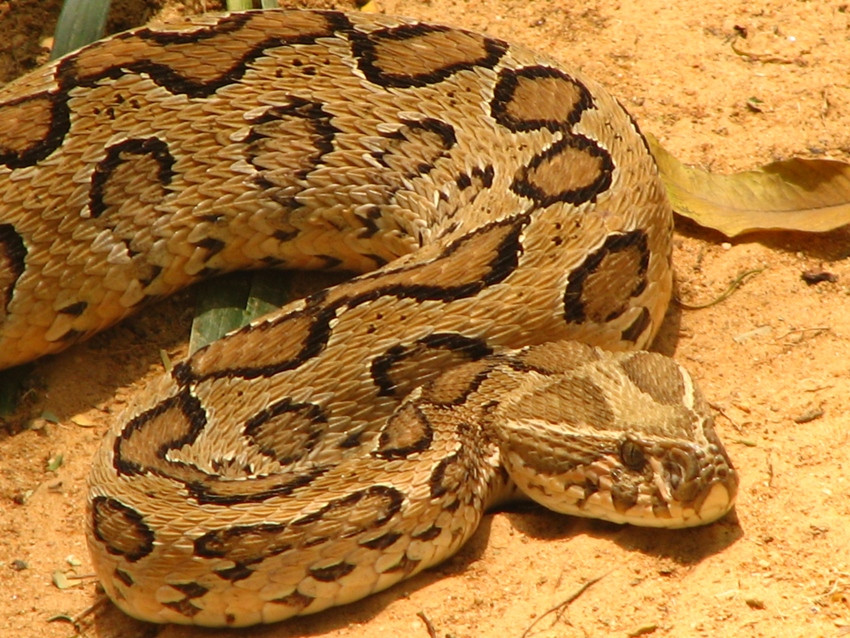 LA VIPERA DI RUSSEL, IL SERPENTE PIÙ LETALE AL MONDO