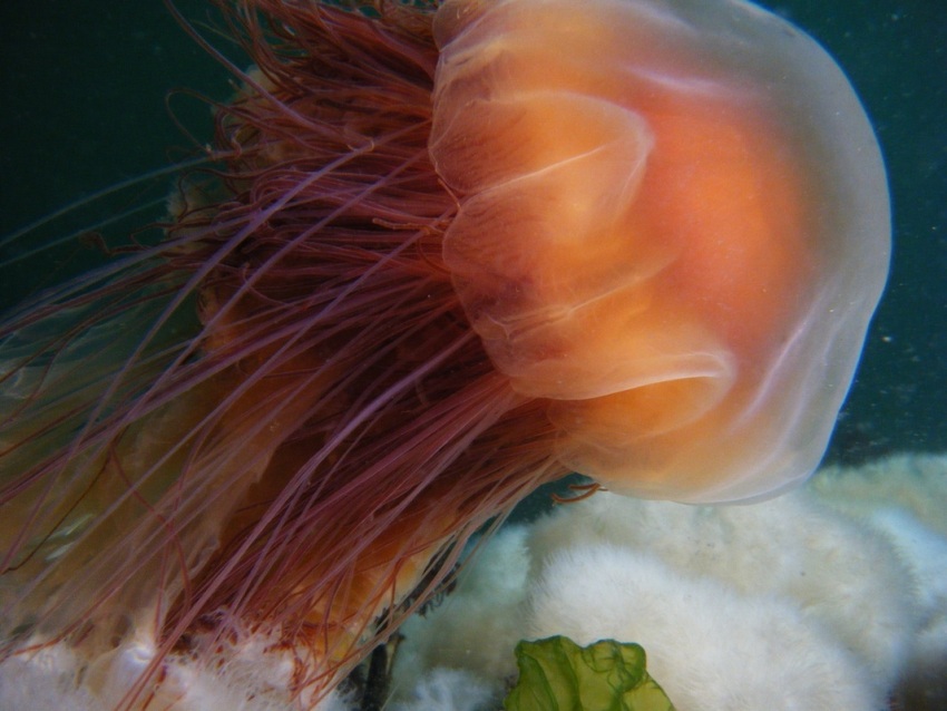 LA MEDUSA CRINIERA DI LEONE ( CYANEA CAPILLATA)