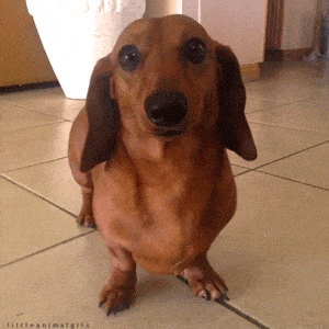 IL CANE BASSOTTO: CARATTERISTICHE E QUALITÁ (FOTO)