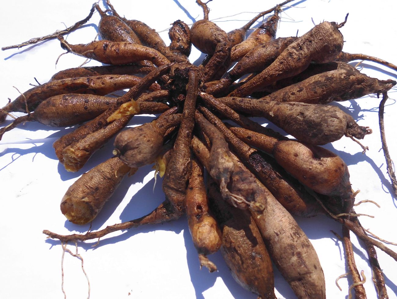 L' ASFODELO, fiore, frutti e materia prima di manufatti di uso quotidiano